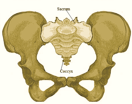 Know your Spine - Yoga and Medical Science