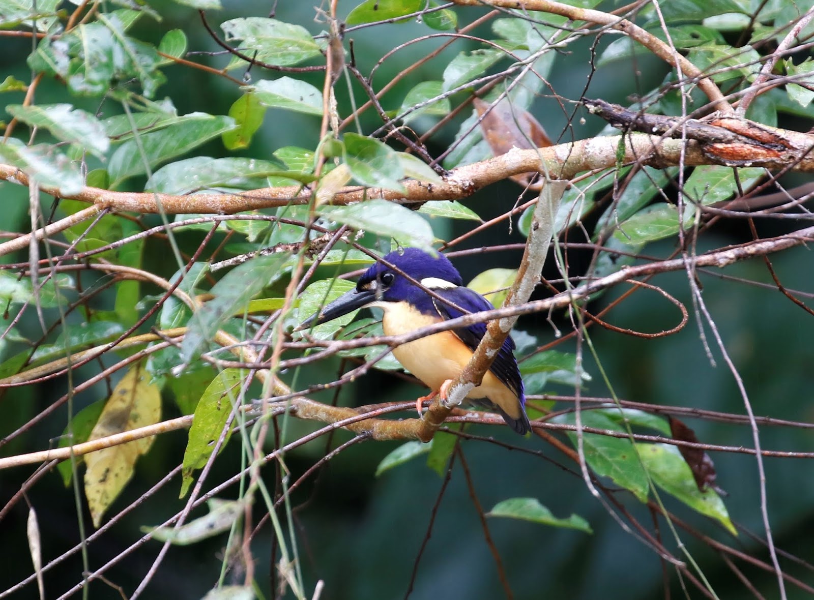 Matt Eade's Blog: Papua New Guinea - Kiunga & Kwatu June 2019 (Part 3)