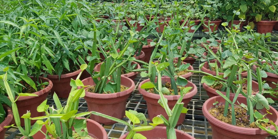 Leesha Nursery Garden - Live with Plants: Buy Medicinal plant ...