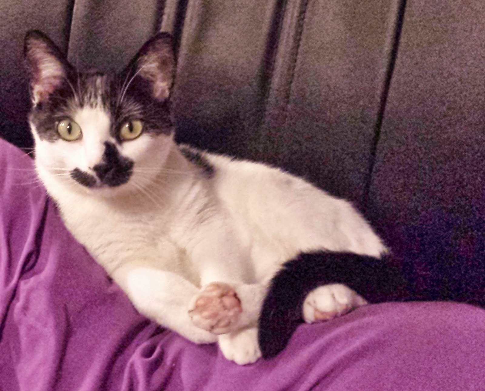 Inky Whisker's Musings: Weird Wednesdys ~ Nailiciouss Sponsored Post!