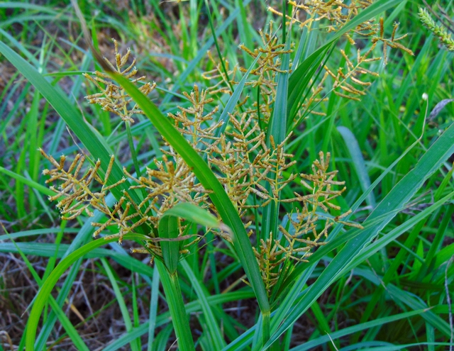 Como acabar com a junça - Cantinho verde - horta e jardim