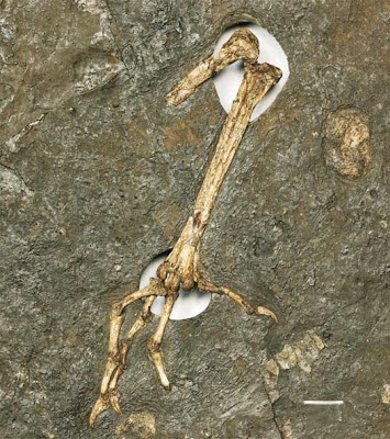 Sciency Thoughts: A Pan-Apodiform Bird from the Early Eocene Green ...