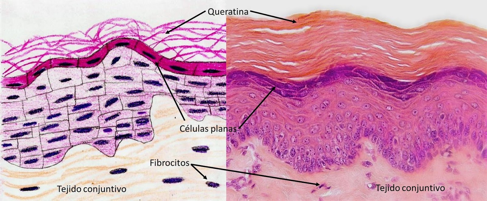 Tejido Epitelial y Nervioso