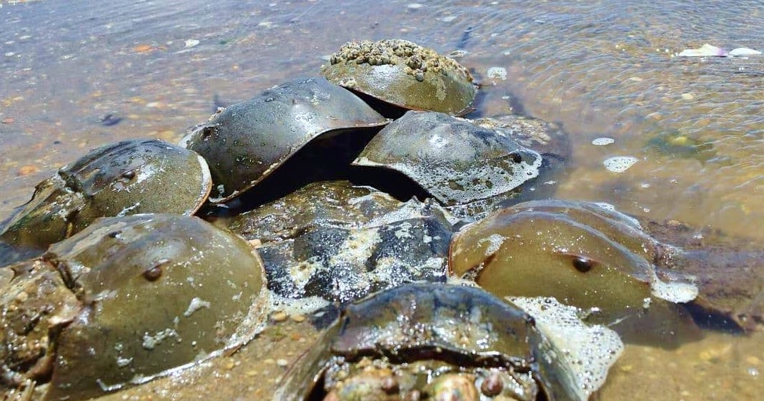 Endangered New Jersey: TODAY: Introduction to Horseshoe Crabs in ...