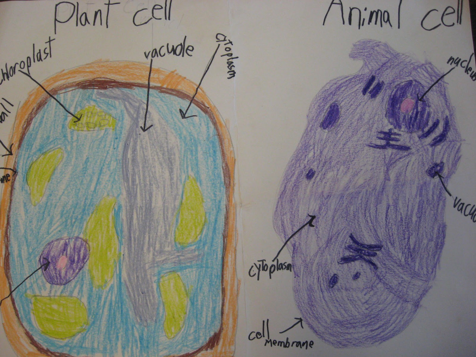 Third Grade Smarties!: Animal and Plant Cells