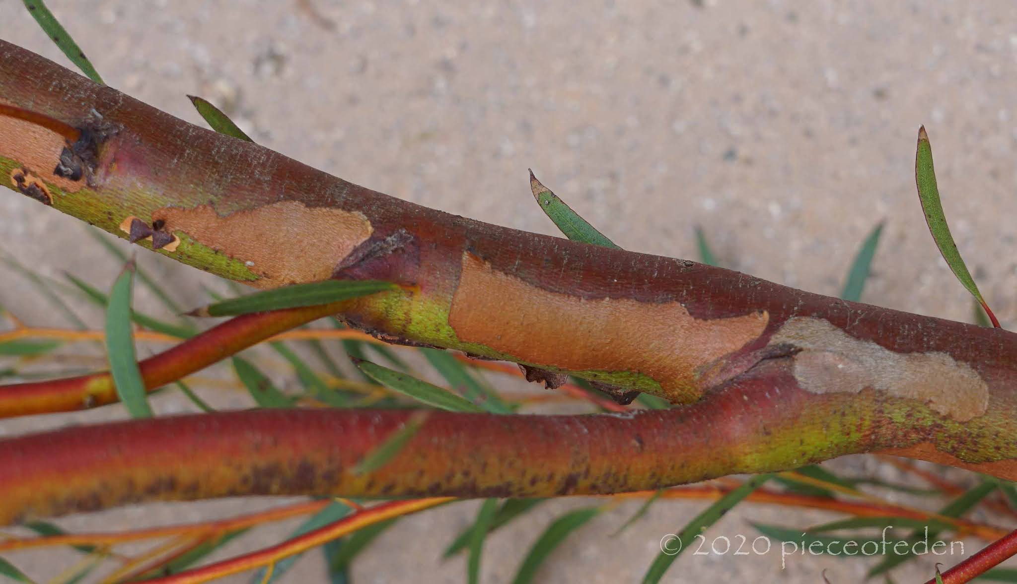 Eucalyptus 'Moon Lagoon' Five Years Later And Other Stuff