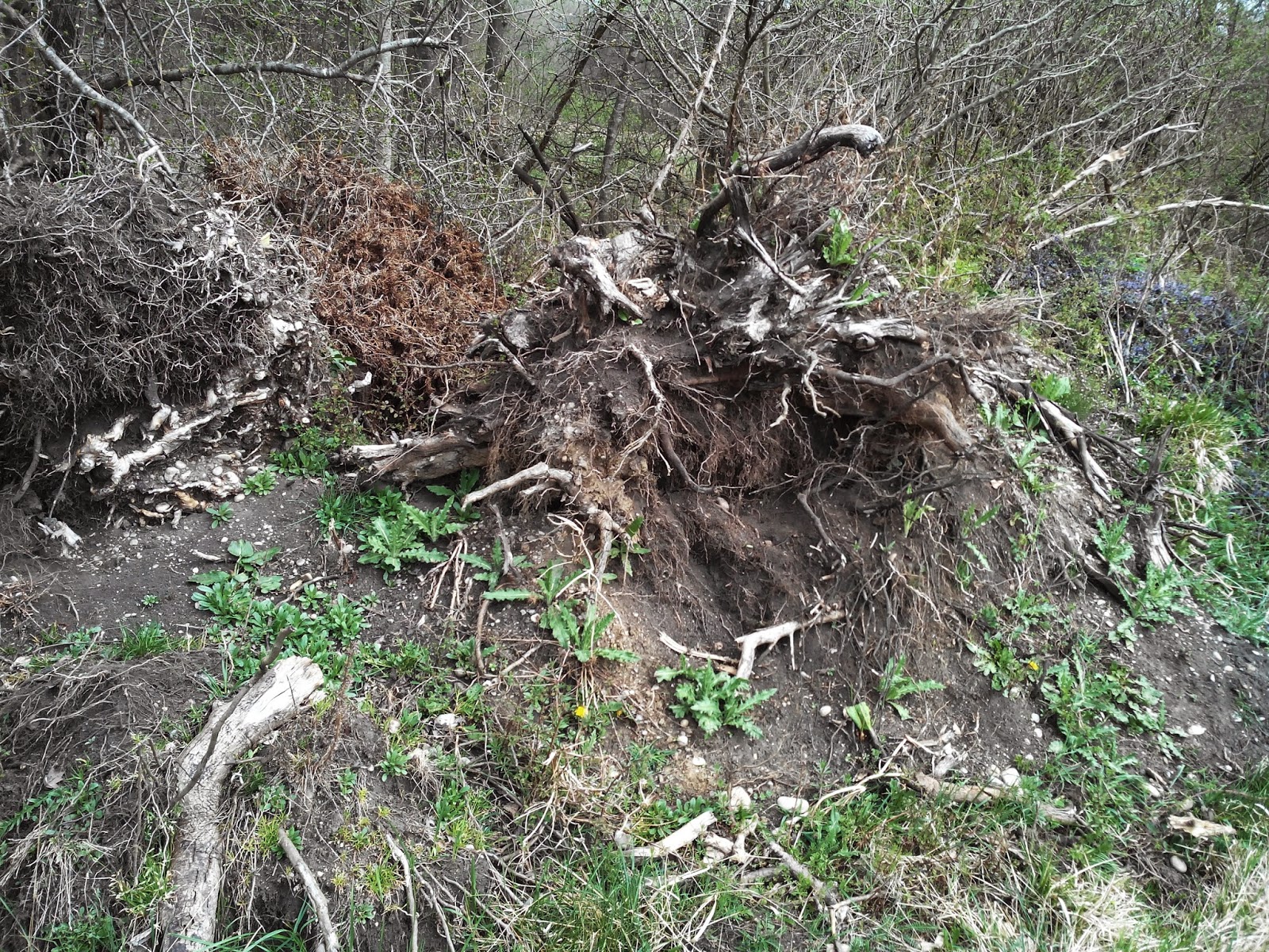 MASSIVE VOODOO: Tutorial: How to find good roots?