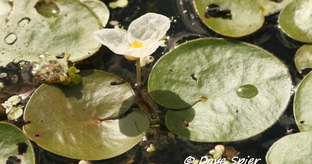 northeast naturalist: European Frogbit