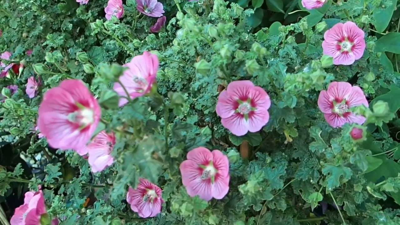 anisodontea - France news collections