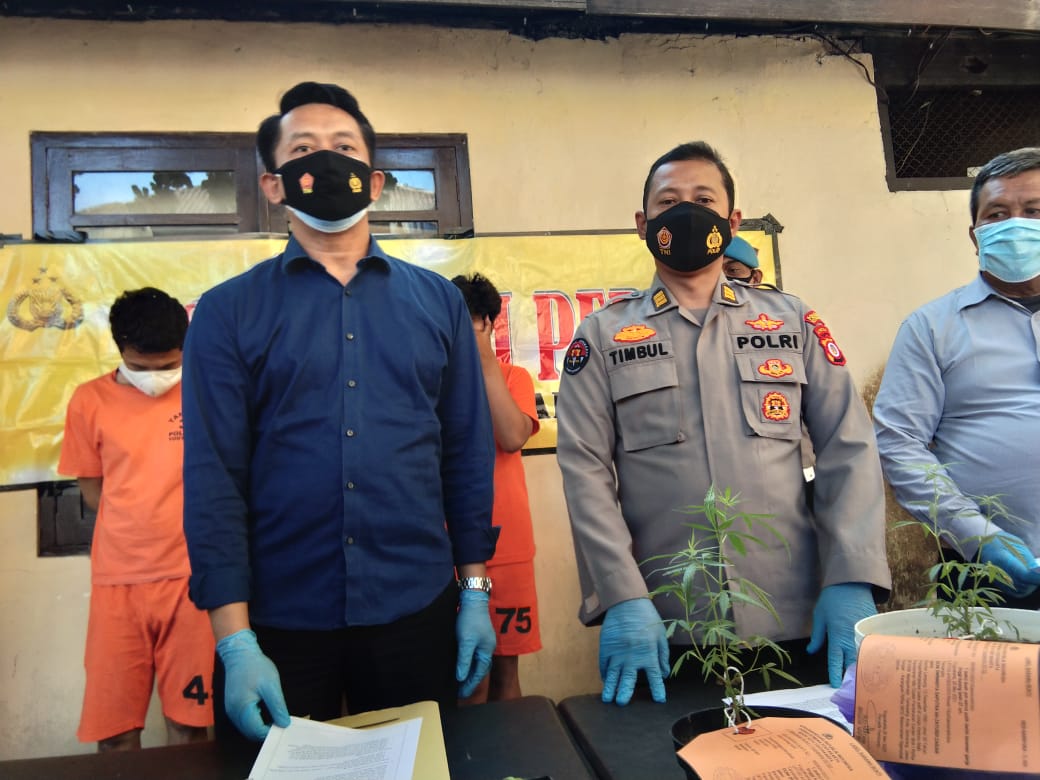 Satresnarkoba Ungkap Kasus Penyalahgunaan Narkotika Jenis Ganja ... Satresnarkoba Ungkap Kasus Penyalahgunaan Narkotika Jenis Ganja ...