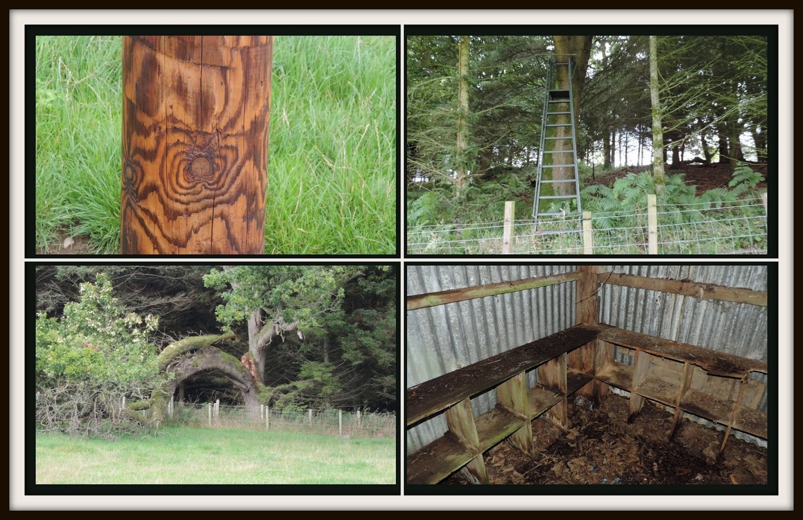 The Glebe Blog: Wigtownshire Ramblers Stoneykirk Circular August 2013