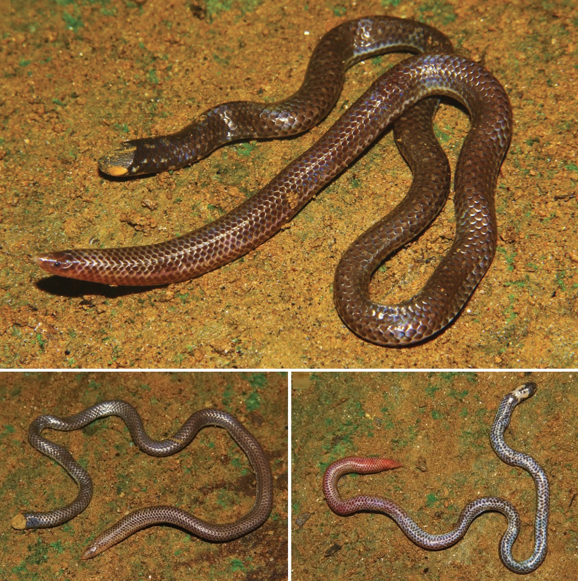 Shieldtail Snake