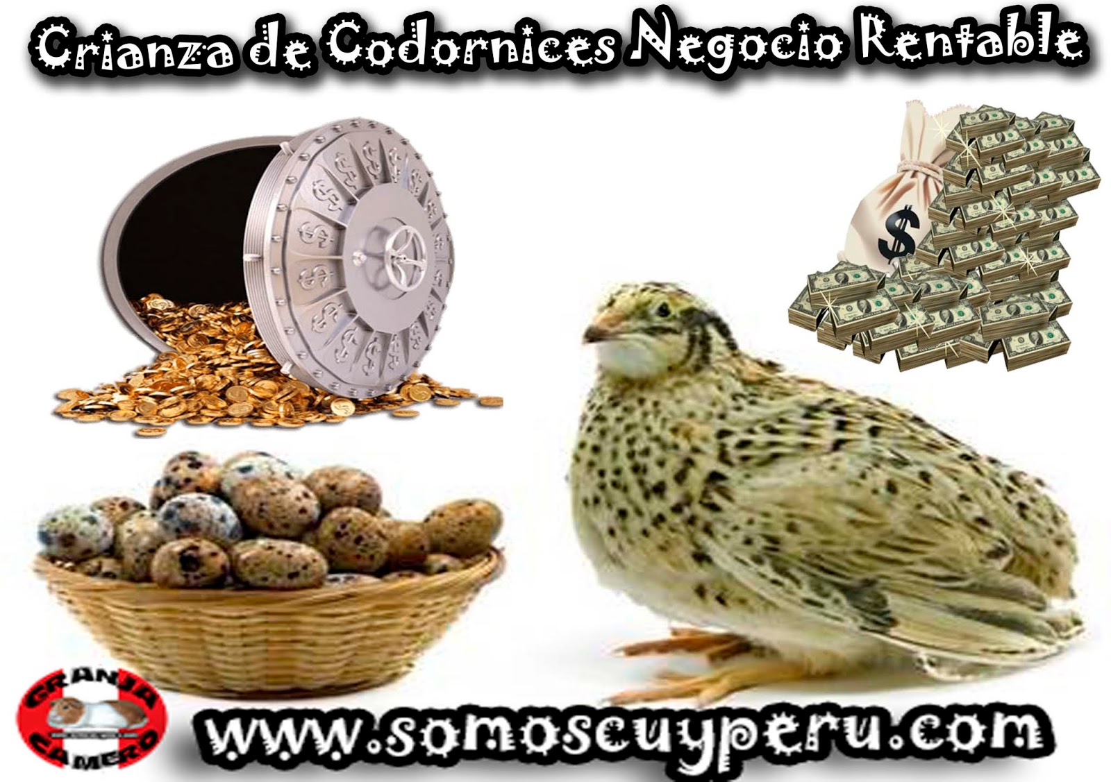 CRIANZA DE CODORNICES: CAPITOLO 1 ~ SOMOS CUY PERU