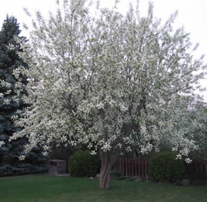 Little Mid Century Modern House on the Prairie: Trees (for Earth Day)