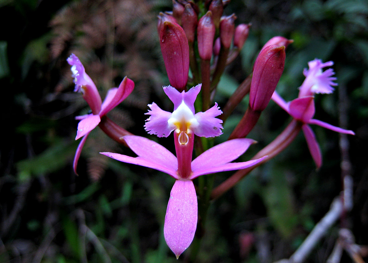 Orchidėjų namai: Epidendrum
