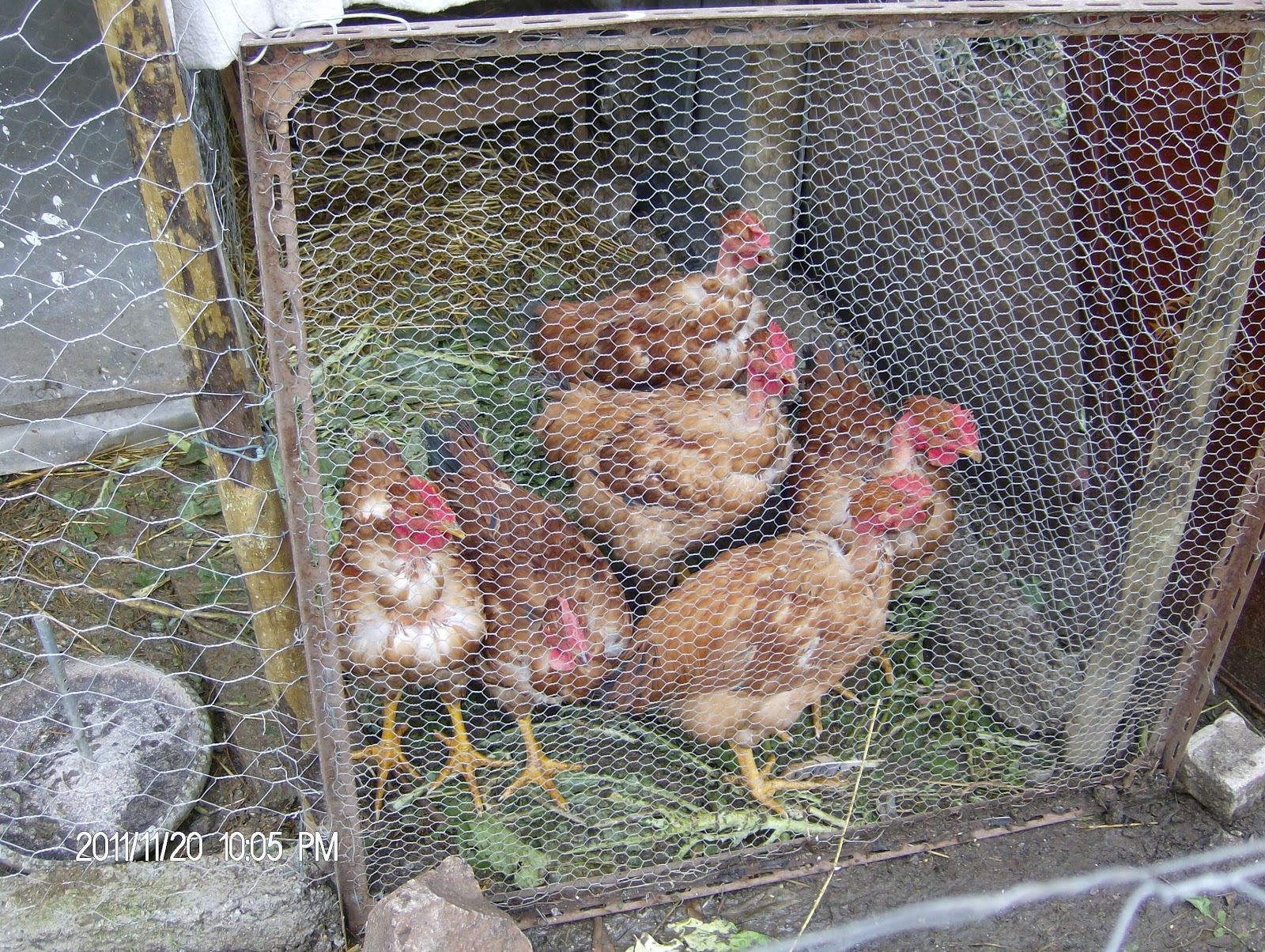 A HORTA DO JOÃO: Frangos