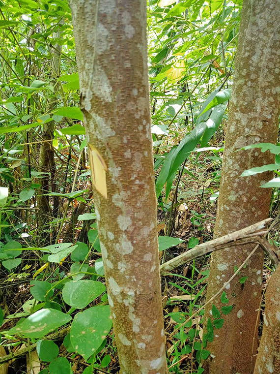 Archidendron clypearia (Jack) I.C.Nielsen