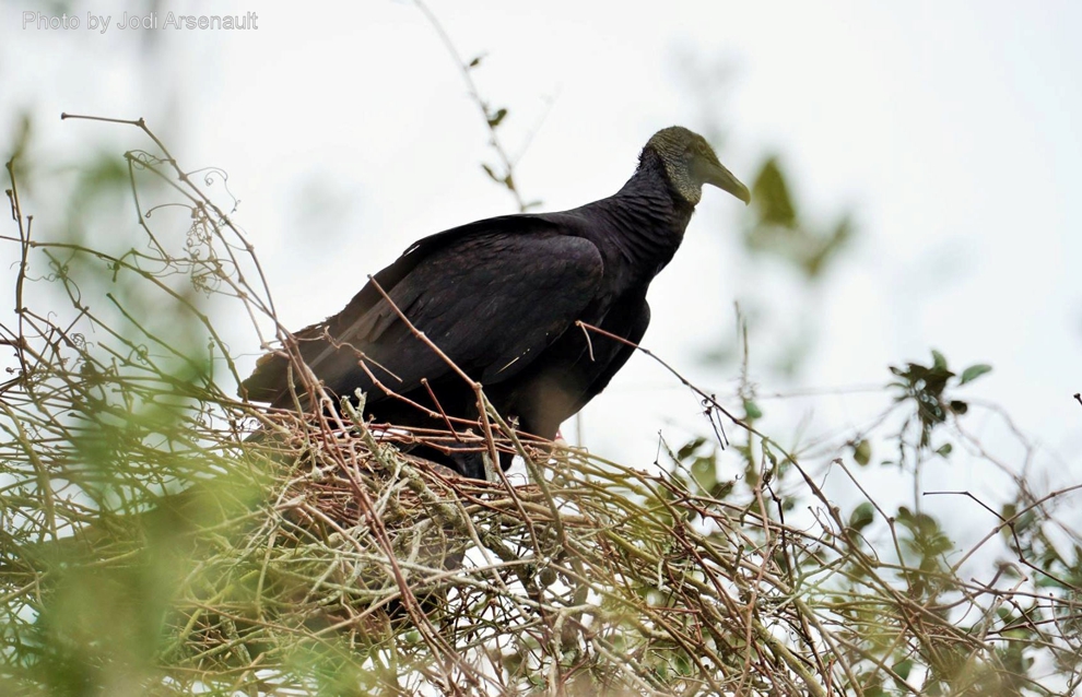 BLACK VULTURE