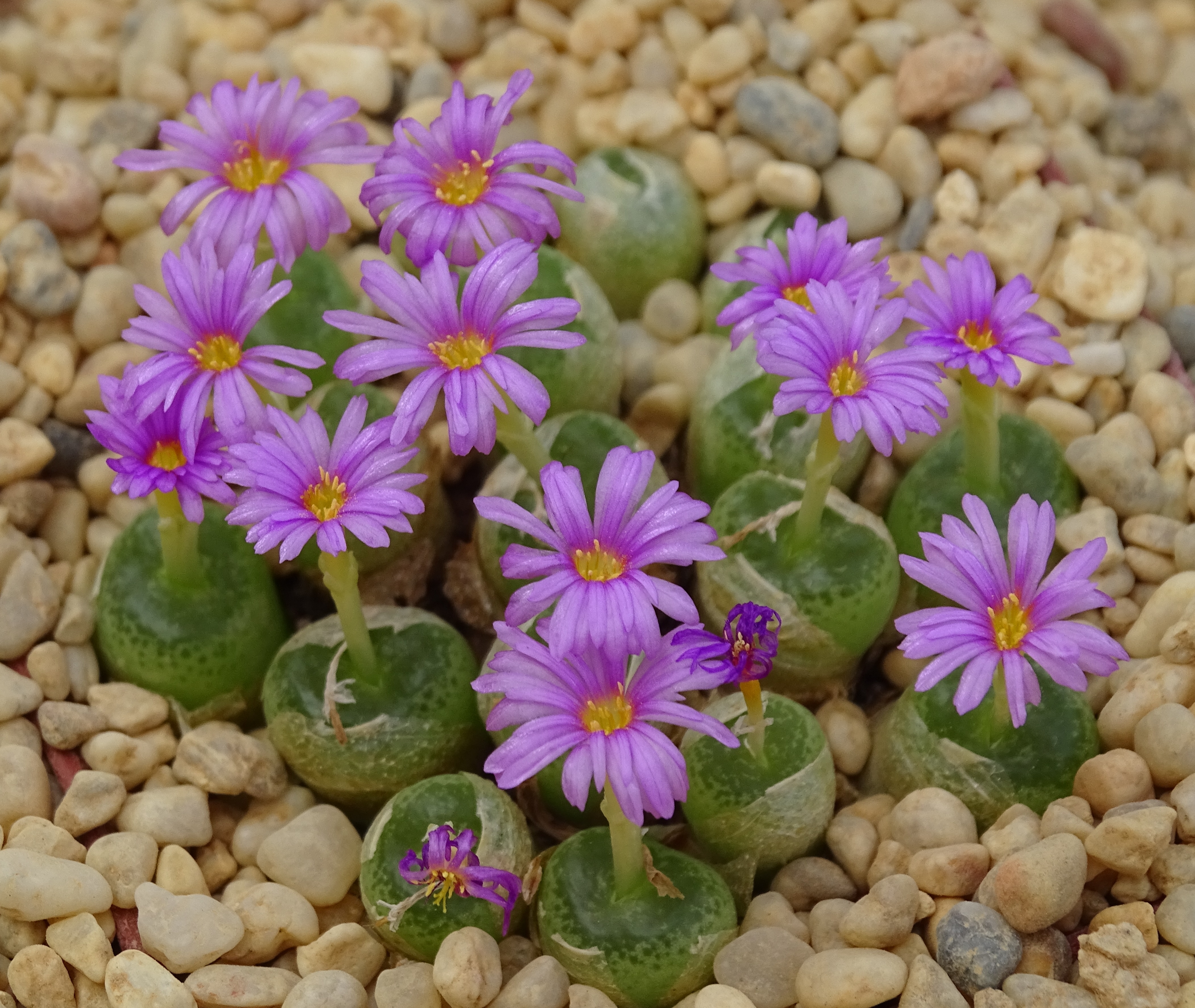 Succulent Sundae: CONOPHYTUM HERMARIUM