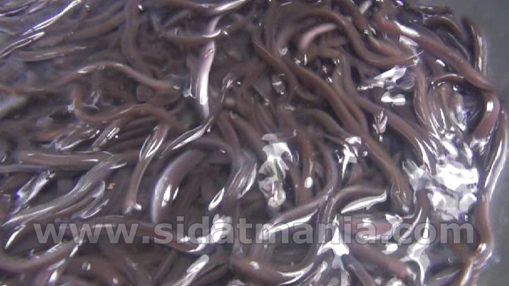 Ikan Sidat Ukuran Elver Jenis Bicolor | Foto Ikan Sidat