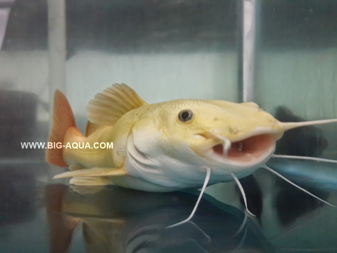 Platinum Red Tail Catfish ~ Big Aqua