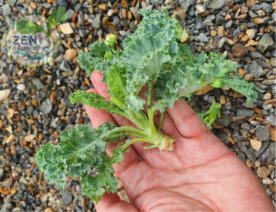 ZEN HYDROPONICS: คะน้าใบหยิกสีเขียวเอฟวัน (Green Kale / Kale Rogue F1)