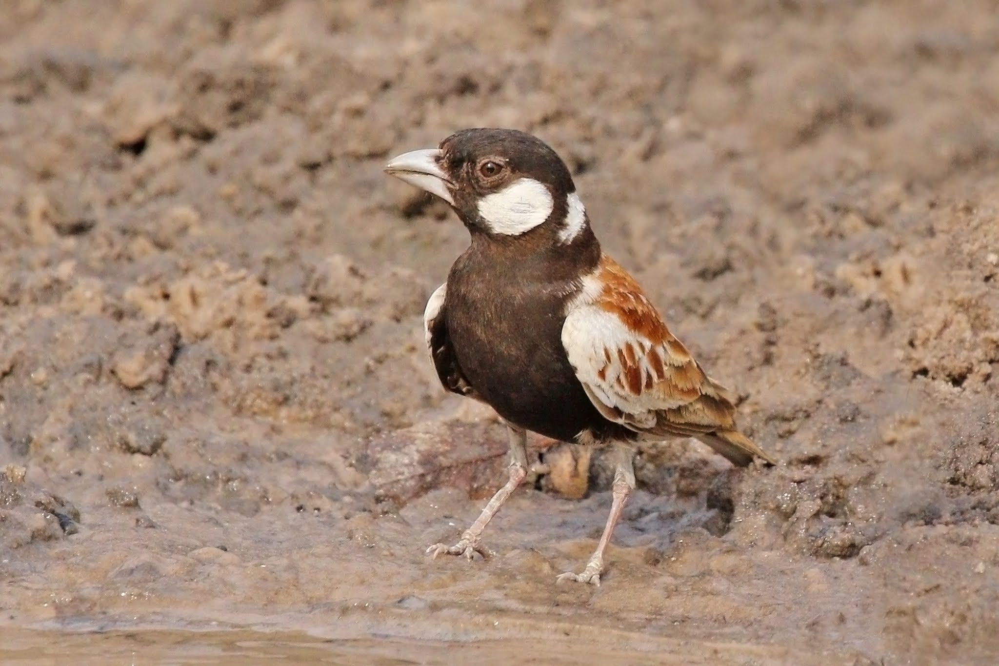 13.12.2020 Animal Of The Week: Lark