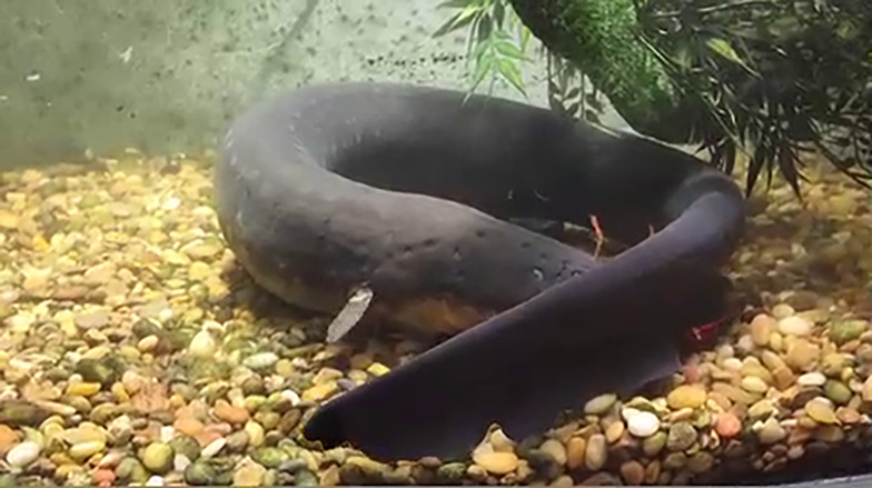 Current fish that generate electricity for defense and hunting. - Blogs ...