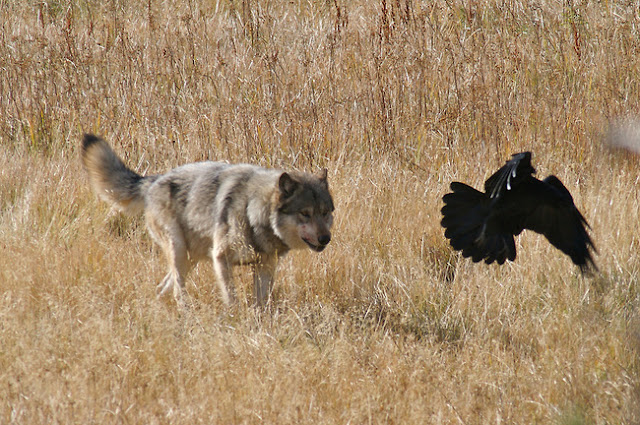 White Wolf : Wolves and Ravens; A Fascinating Relationship (Photos)