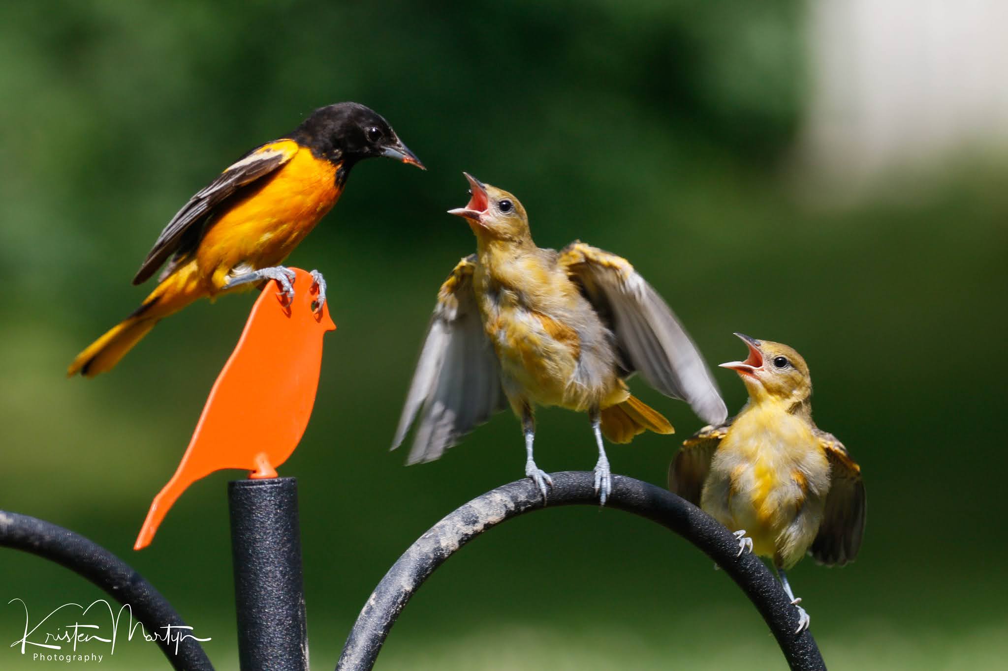 The Greatest of Bird Dads | Nature Notes Blog