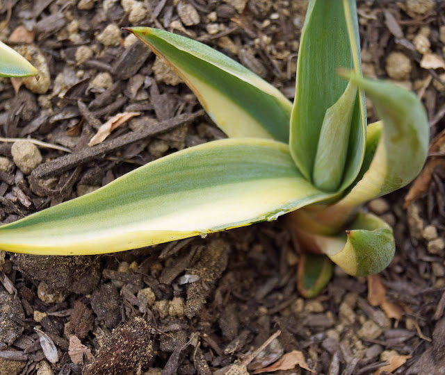 Agave Desmettiana Bloom Update: Bulbil Variegation Variations