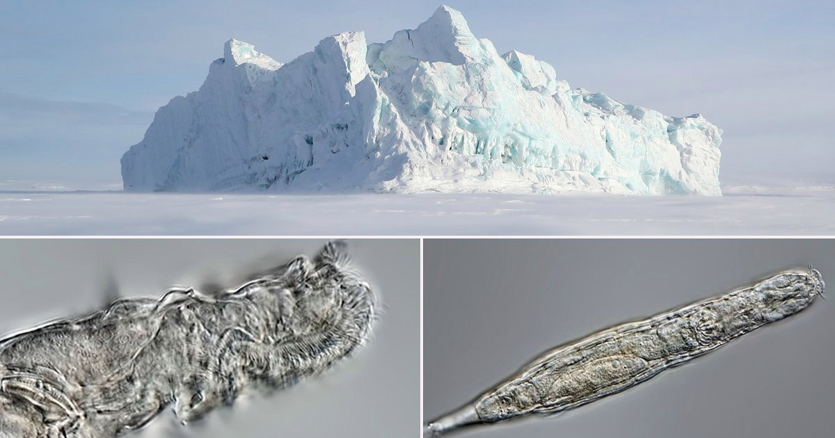 Bdelloid rotifer survives 24,000 years frozen in Siberia. ~ CURRENT ...