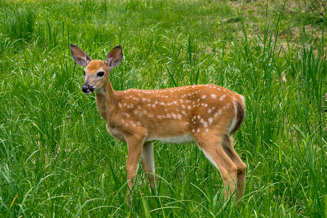 8 Beautiful Photos of Fawns | The Life in The World