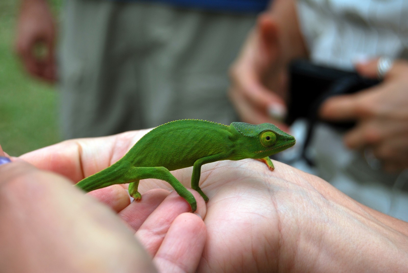 Anne-Claire & David à Mayotte...: Les animaux de Mayotte