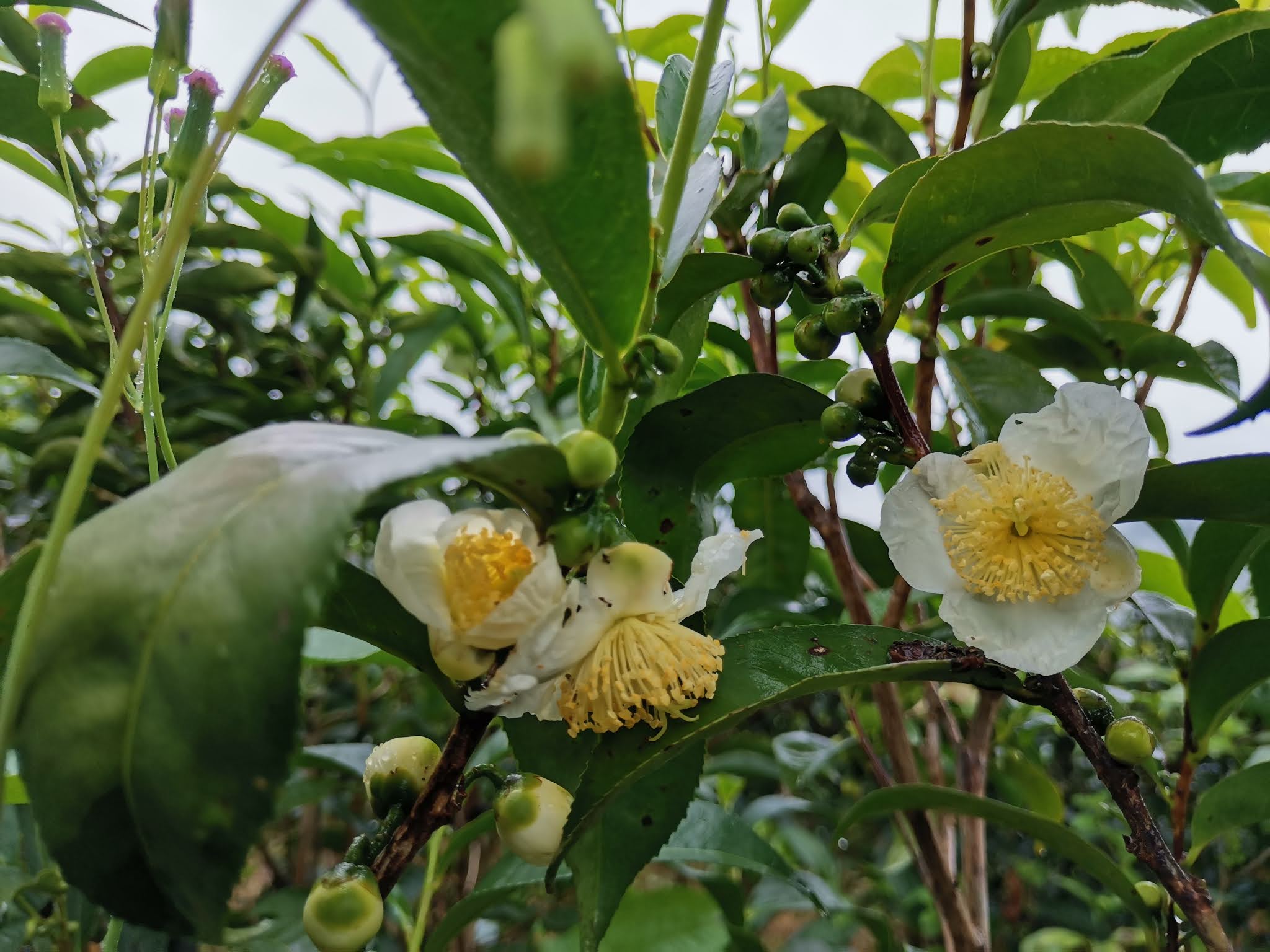 Kebun Bahagia Bersama: Sabah Tea Garden Longhouse only us staying