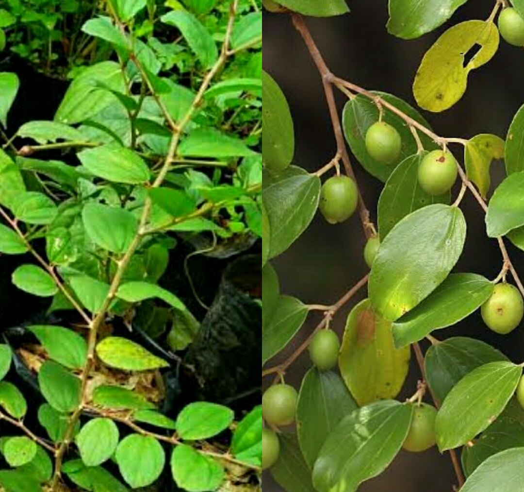 Cara Tanam Pohon Bidara Dari Stek Batang