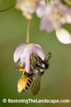 Restoring The Landscape With Native Plants: Native Bee Spotlight ...