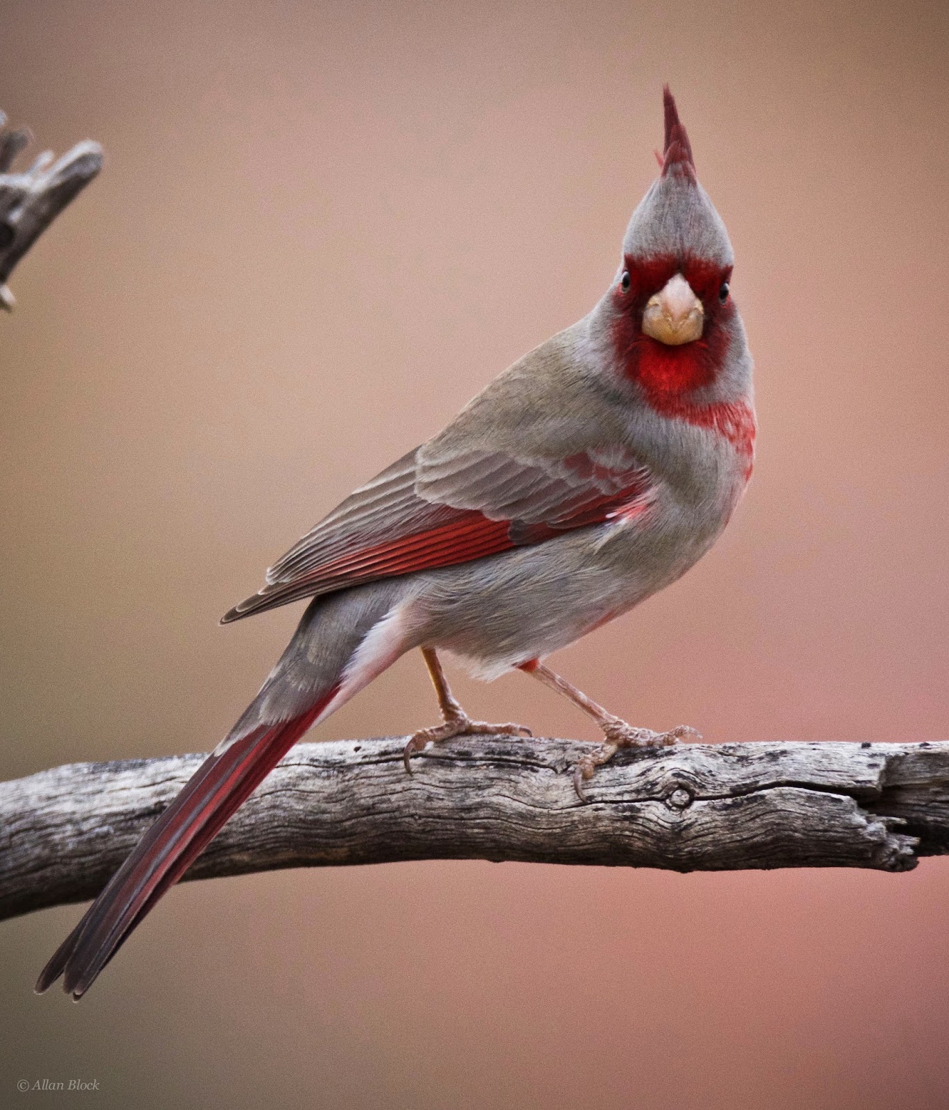 Feather Tailed Stories: Pyrrhuloxia