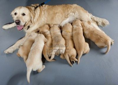 todo sobre perros: la reproduccion de los perros