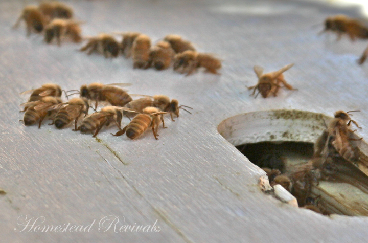 Homestead Revival: Busy As a Bee!