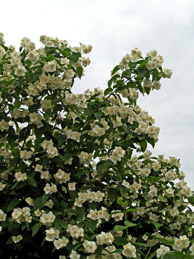 Il giardino naturale - Il filadelfo (Philadelphus coronarius), una ...