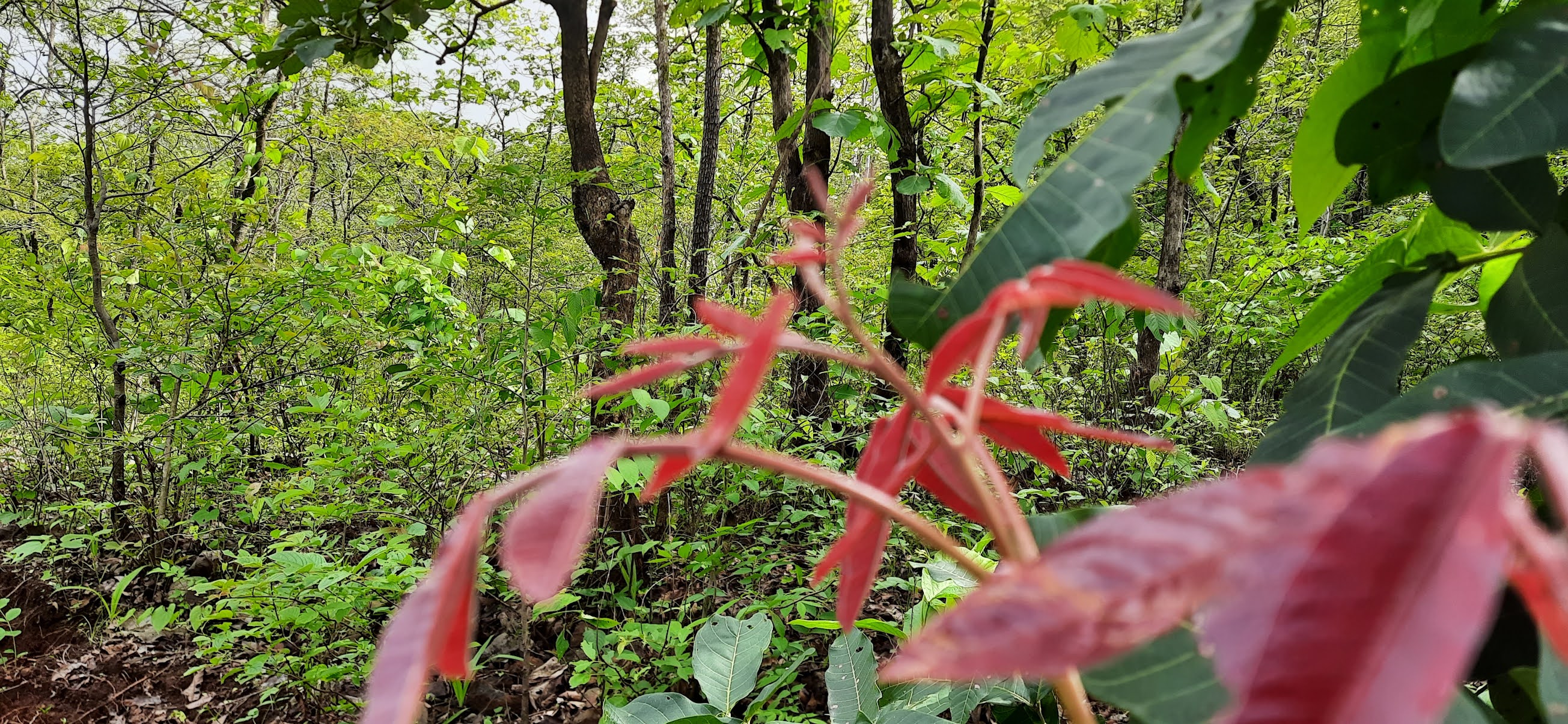 Sharad Pandhare's Educational Blog: Incredible Nature