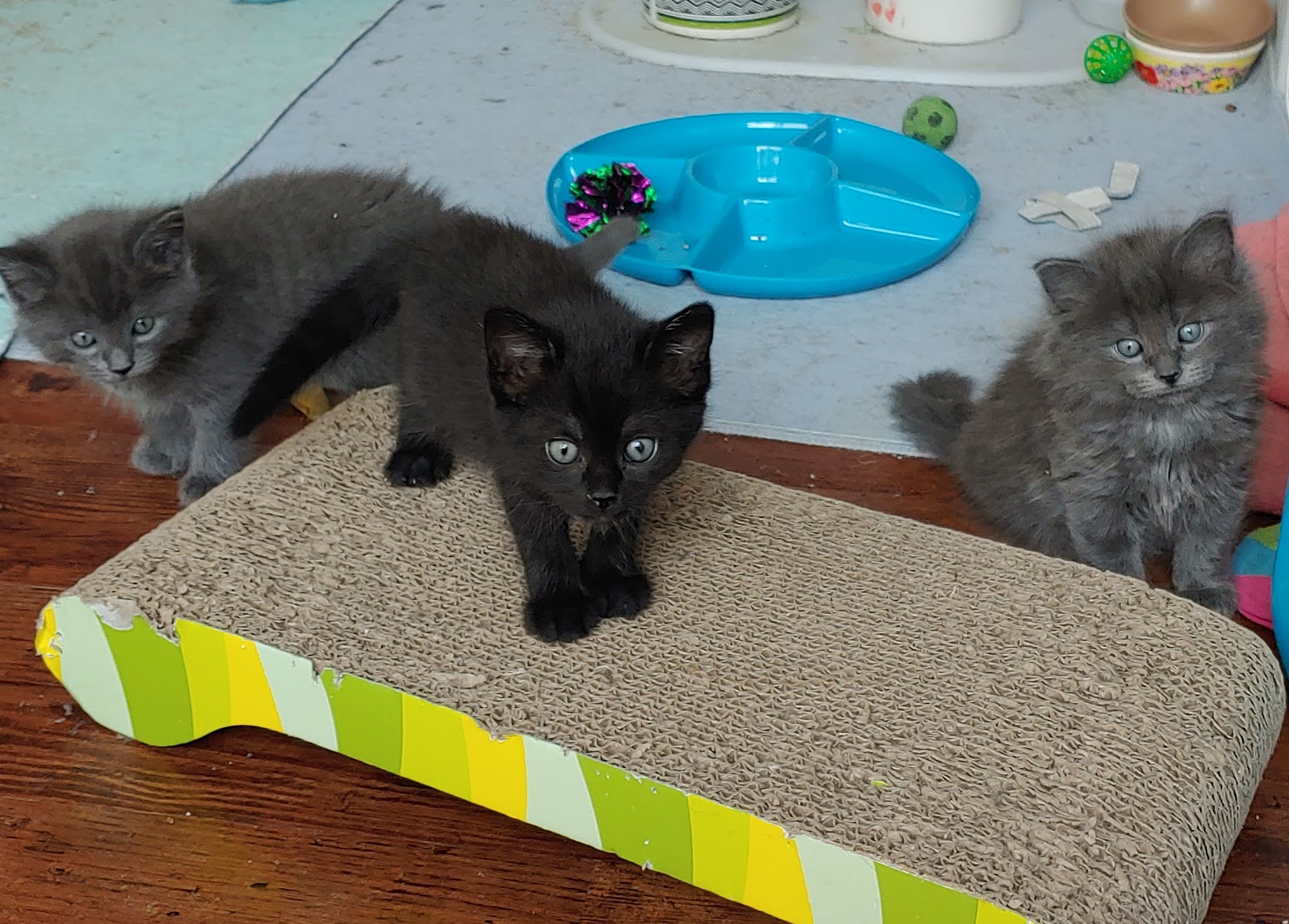 Random Felines: Happy kittens