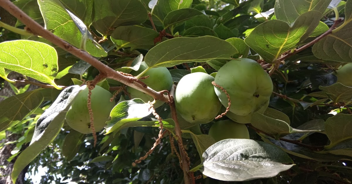 Terra e Sementes: Dióspireiro