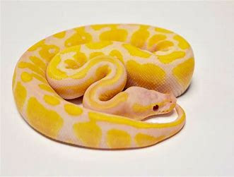 EXOTIC EXPENSIVE ANIMALS: Lavender Albino Ball Python