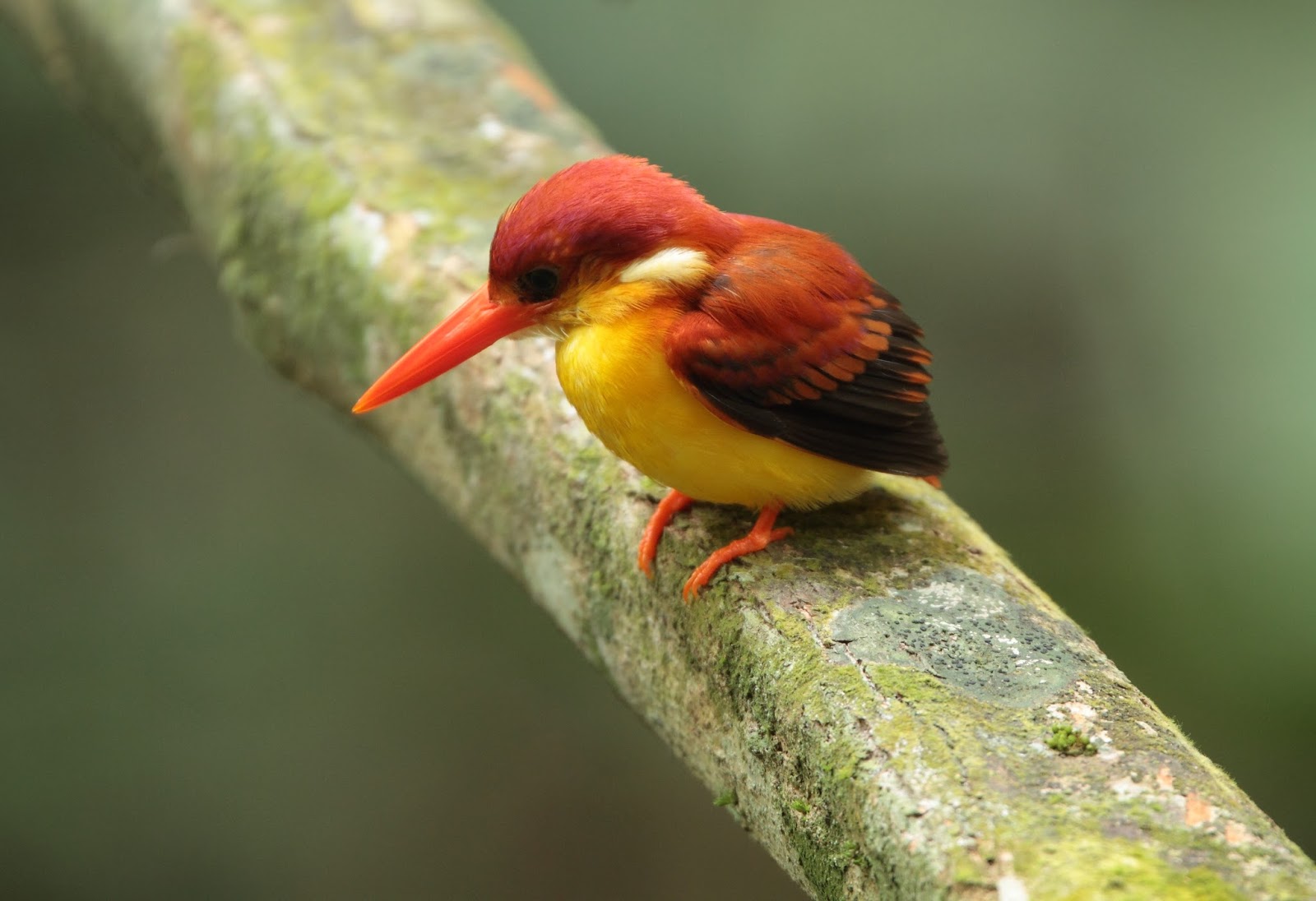 Mike is the name Birding is the game ( Birding in Malaysia - Malaysian ...