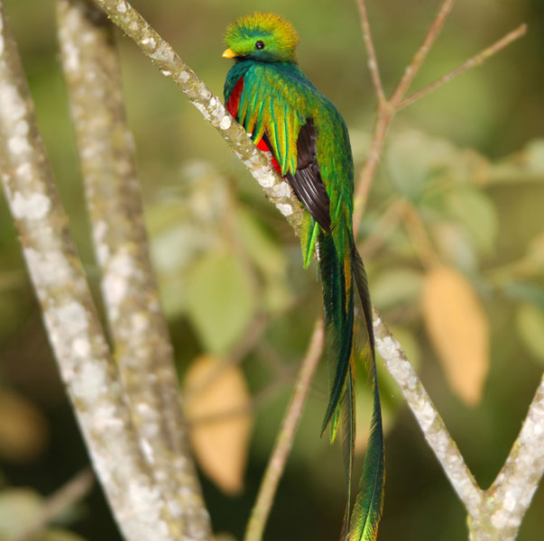 Respect For Animal Kingdom: Quetzal