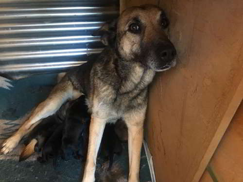 Mestizos de Pastor Alemán con Labrador en adopción - Murcia
