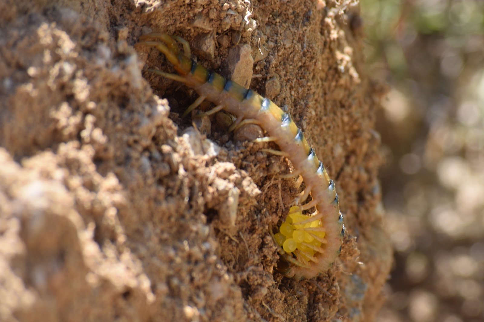 ZOOTOGRAFIANDO (6.100 ANIMALS): ESCOLOPENDRA EUROPEA / MEDITERRANEAN ...