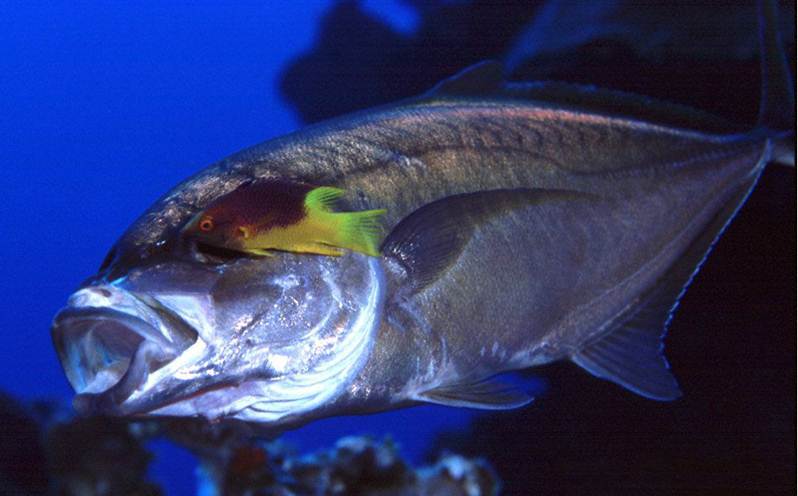 Bloggiologia: Cordados - Vertebrados (Características Gerais, Agnatas ...